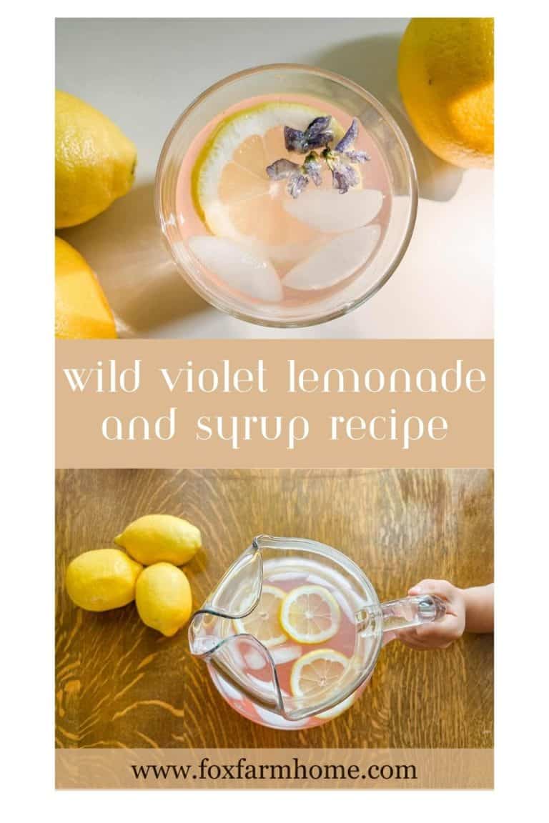 Wild Violet Lemonade and Syrup Recipe - Fox Farm Home