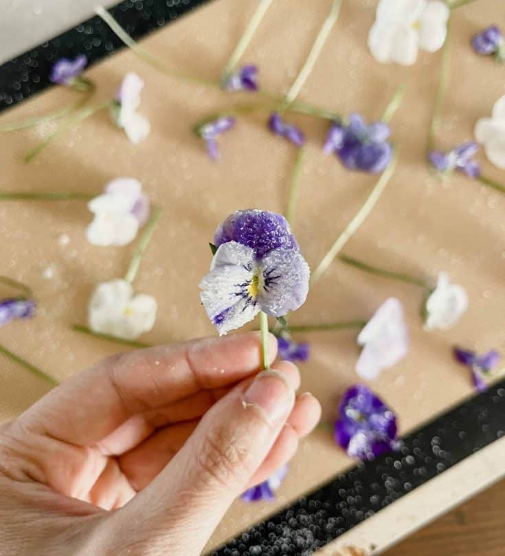 Candied Flowers Recipe - How to Make Sugared Pansies & Violets - Fox ...