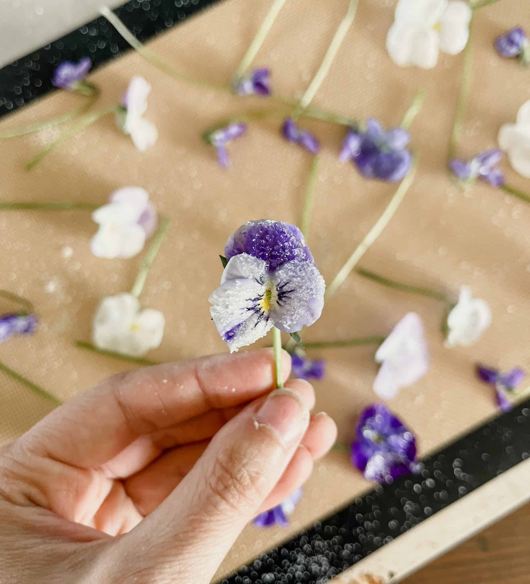 Candied Flowers Recipe - How to Make Sugared Pansies & Violets - Fox ...