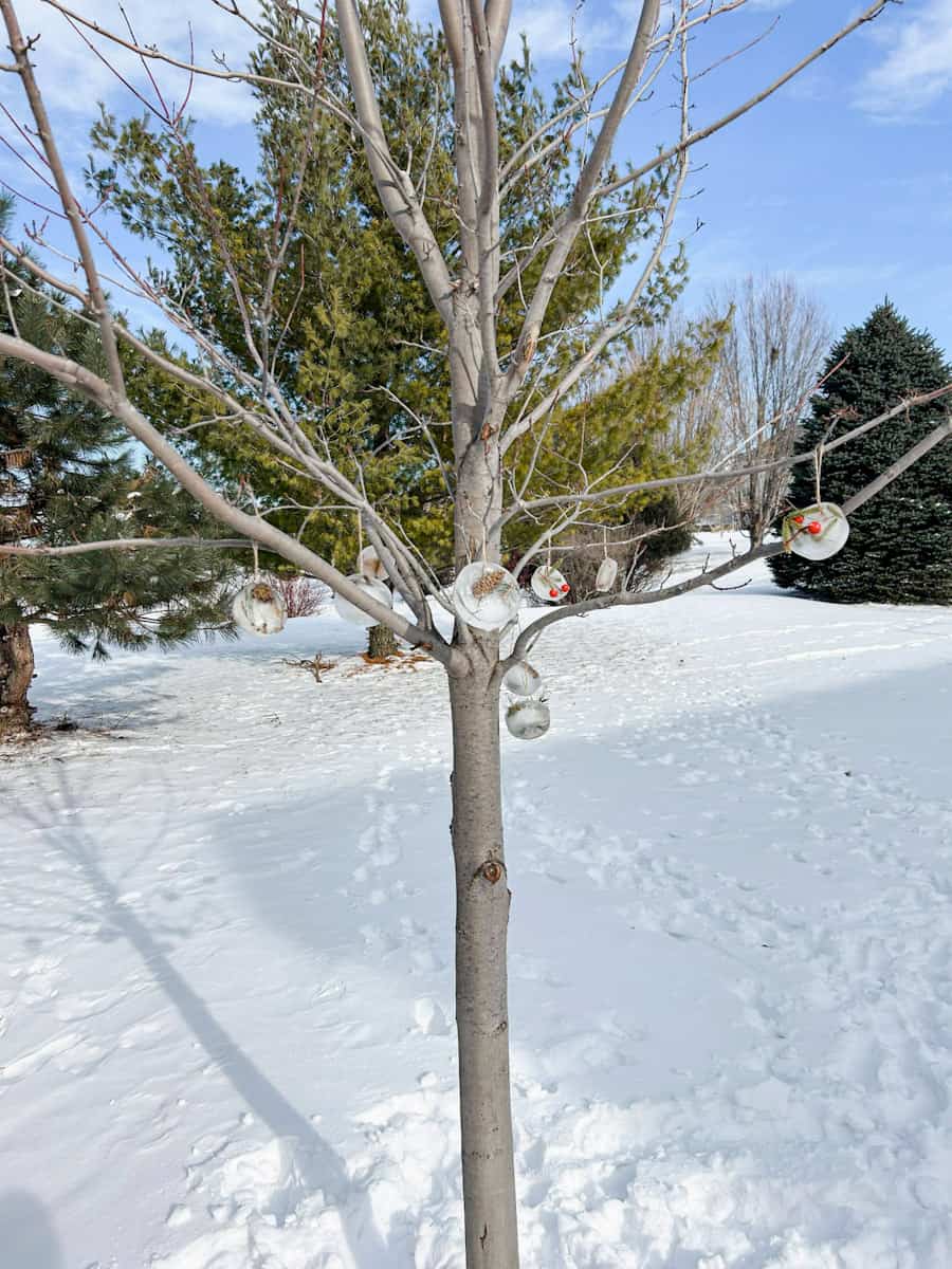 How To Make Nature Ice Ornaments | Easy Winter Craft - Fox Farm Home
