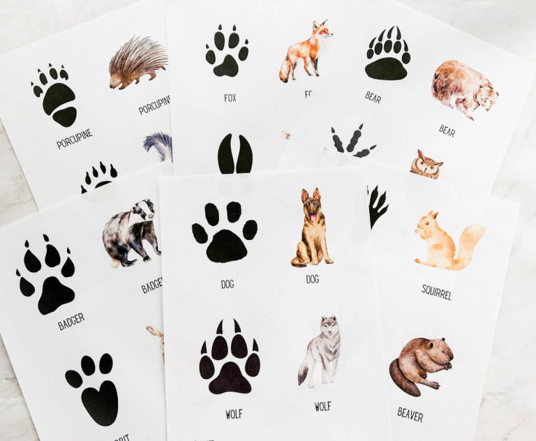 Free Animal Tracks Printable Cards | Nature Activity - Fox Farm Home