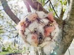 How to Make a Nesting Ball for Backyard Birds - Fox Farm Home
