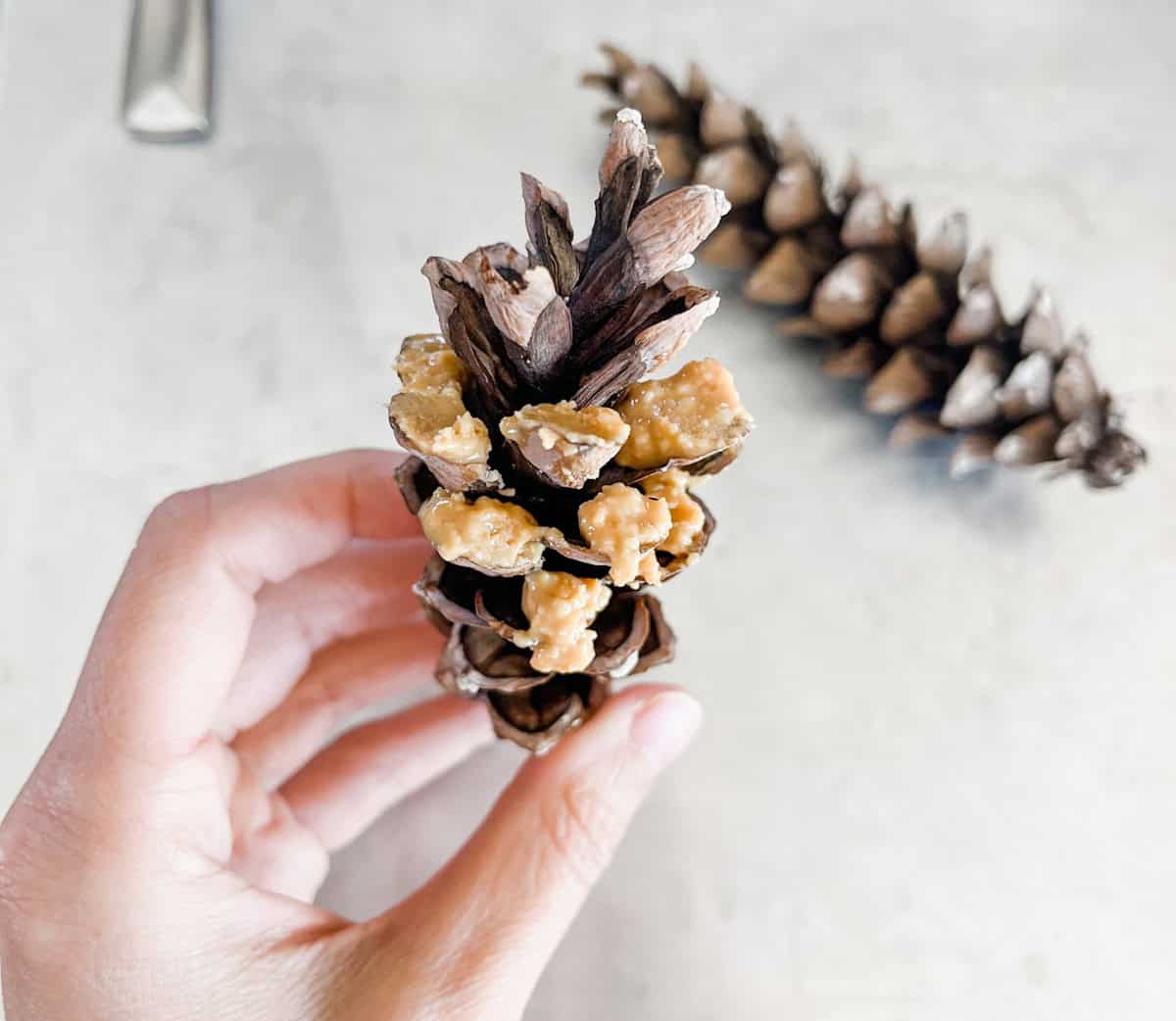 How to Make a Pinecone Bird Feeder with Peanut Butter - Fox Farm Home