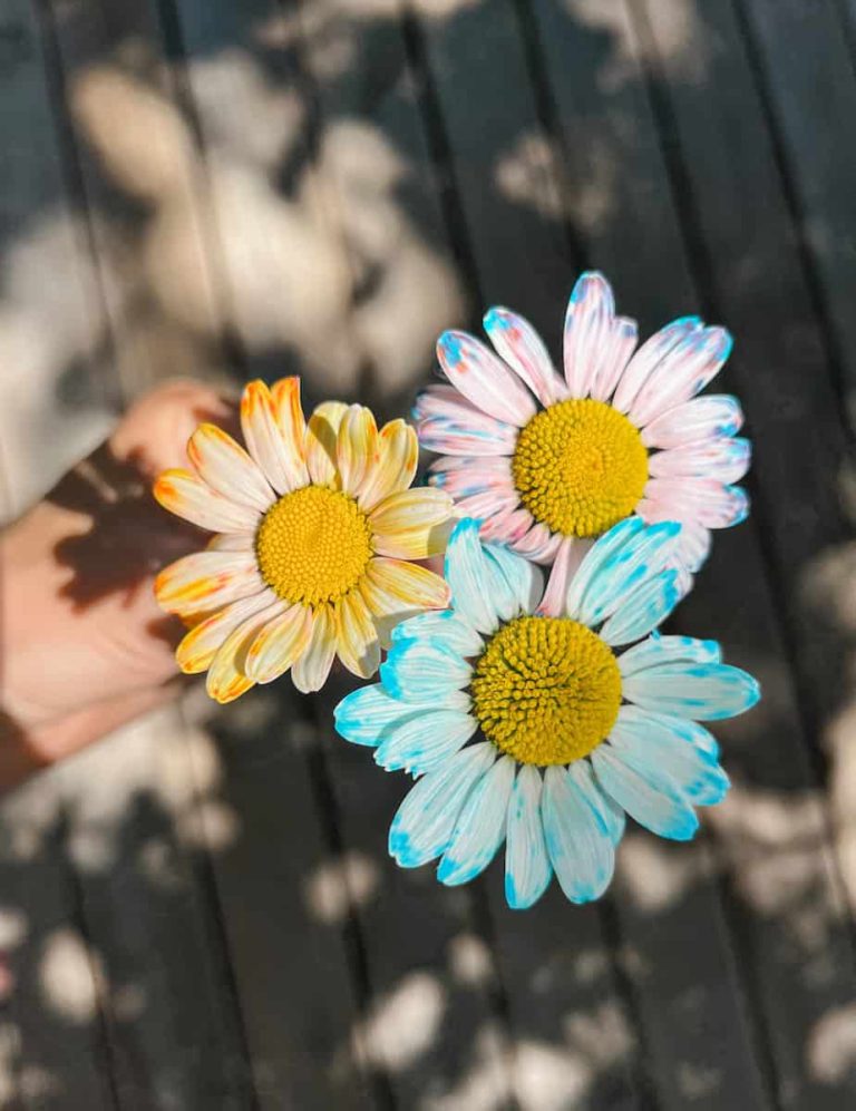 Color Changing Flowers Science Experiment For Kids - Fox Farm Home