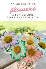 Color Changing Flowers Science Experiment For Kids - Fox Farm Home