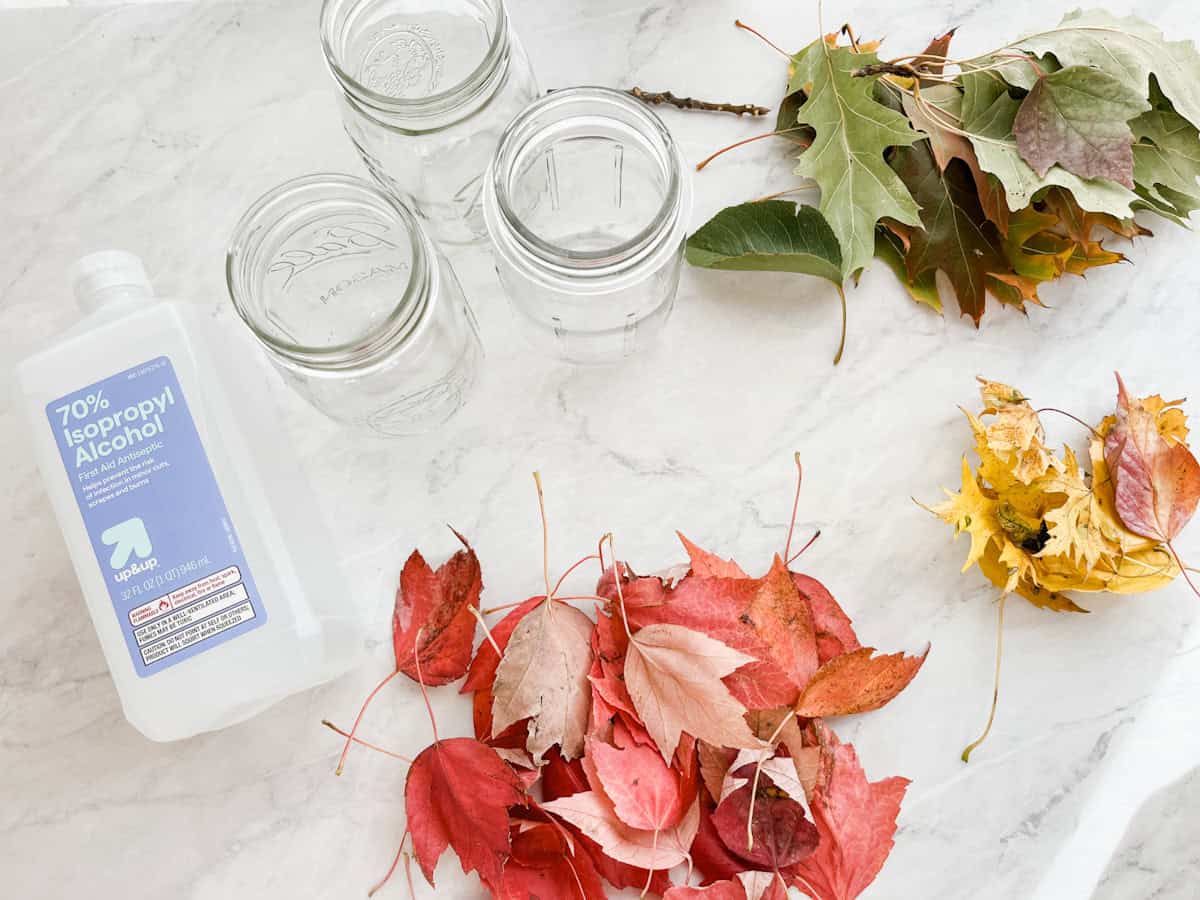 Leaf Chromatography Science Experiment For Kids - Fox Farm Home