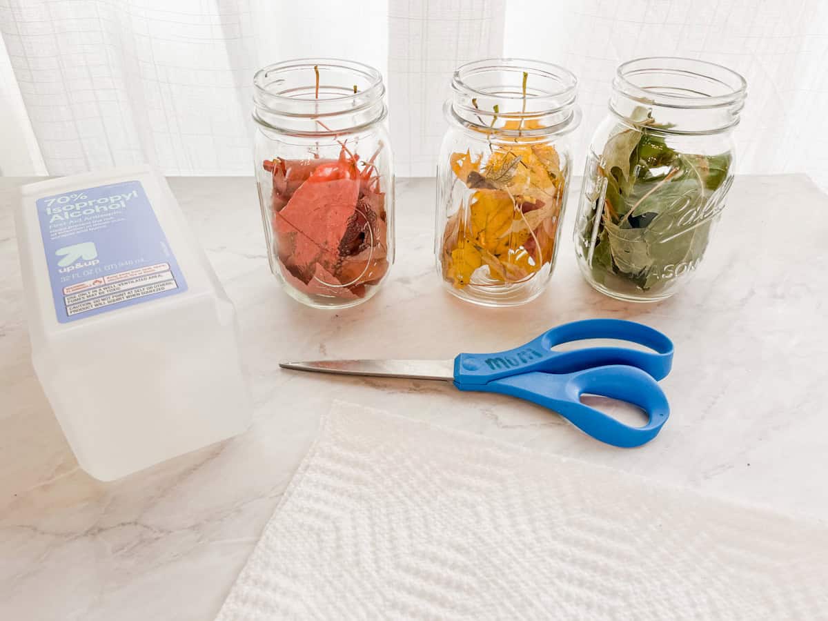 Leaf Chromatography Science Experiment For Kids - Fox Farm Home