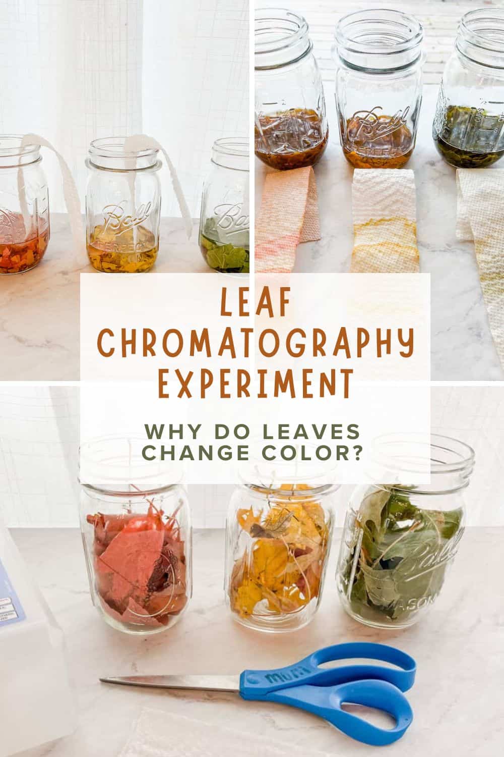 Leaf Chromatography Science Experiment For Kids - Fox Farm Home