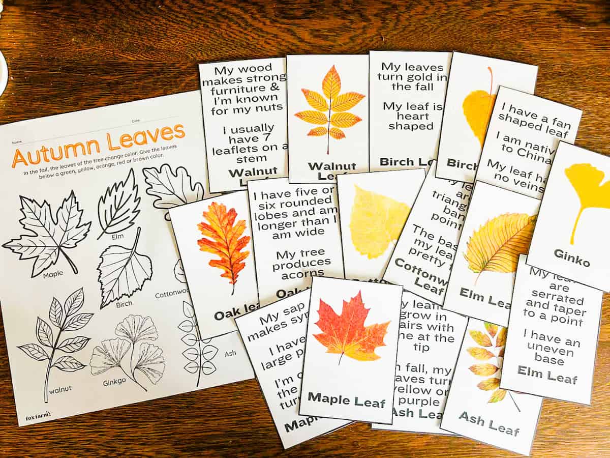 Free Printable Fall Leaves Flashcards & Coloring Sheet - Fox Farm Home